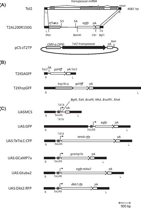 Figure 3 From Tol2 Mediated Transgenesis Gene Trapping Enhancer Trapping And Gal4 Uas System