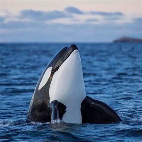 흰줄박이물돼지 Youtube