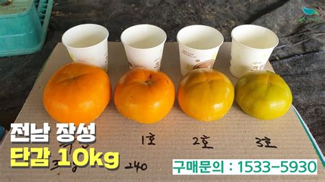 신바람 농산물 협력농가 판매상품 1533 5930 신선마켓com 전남장성 단감 10kg 판매 Youtube