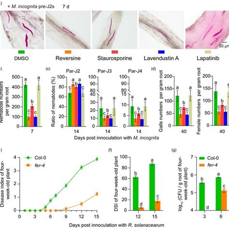 Fer Inhibitors Target The Atp Pocket Of Fer And Its Homologues In Download Scientific Diagram