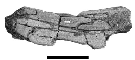 Recrystallization Fossil