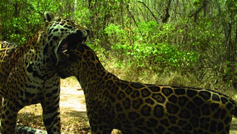 Camera Trap Record Of Jaguars Showing A Couple Interaction That May