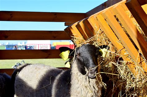 A Sheeps An Enclosure At Farm Waiting To Be Sheared Australian Ram And