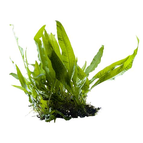 Java Fern ‘broad Leaf Hydrophytesca Java Fern ‘broad Leaf Hydrophytesca