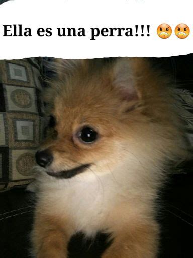 Ella Es Una Perra •anime• Amino