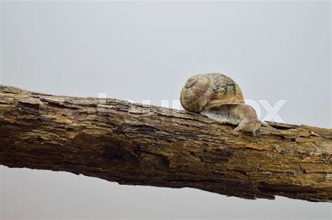 Snail And Log Stock Image Colourbox