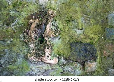 Tree Roots Breaking Through Rock Images Stock Photos D Objects Vectors Shutterstock