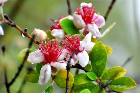 8 Trees With Red Flowers To Grow In Australia Ultimate Backyard