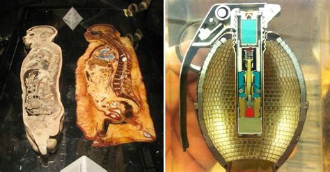 Sexy Cross Sections And Epic Inside Reveals 9GAG