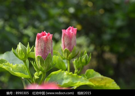 红色重瓣朱槿花苞蓓蕾高清图片下载 红动中国