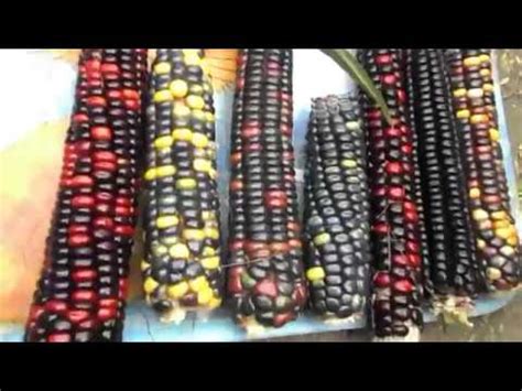 Цветная Кукуруза Ацтеков — Multicolor Aztec Corn - YouTube