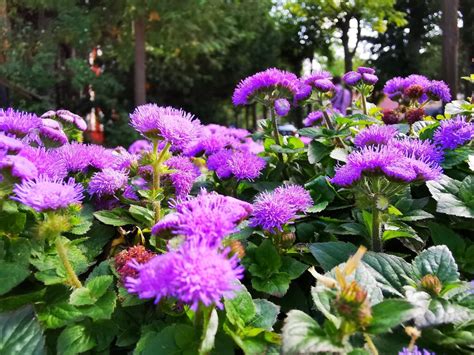 How To Grow Ageratum Floss Flower