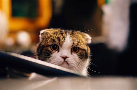 Unparsable Structured Data Errors How Do I Fix Them Adolab
