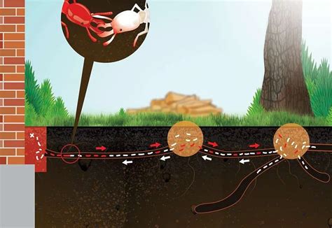 Termite Prevention Chemical Soil Treatments Vs Baiting Systems