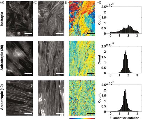 Quantification Of Tissue Anisotropy Via Angular Orientation Analysis