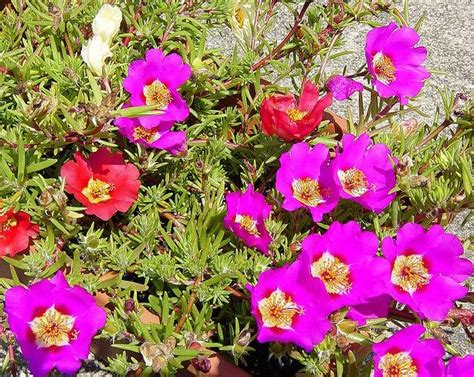 Portulaca