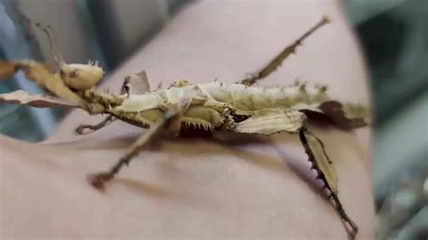 All Facts About Stick Bug That You Should Know By Now