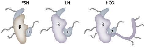 Gonadotropin Molecules Heterodimeric Follicle Stimulating Hormone Download Scientific Diagram