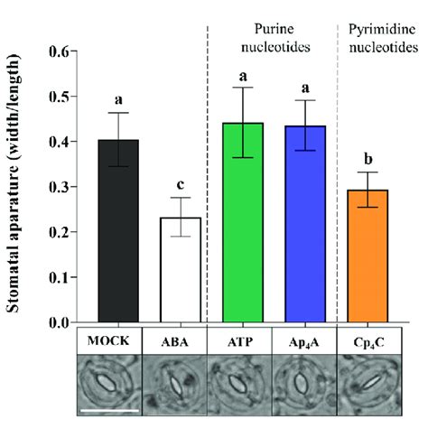 Diadenosine Tetraphosphate Ap4a Similar To Extracellular Eatp Did Download Scientific