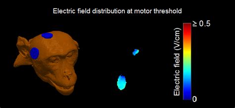 Electric Field Model Of Transcranial Electric Stimulation In Nonhuman Primates Correspondence