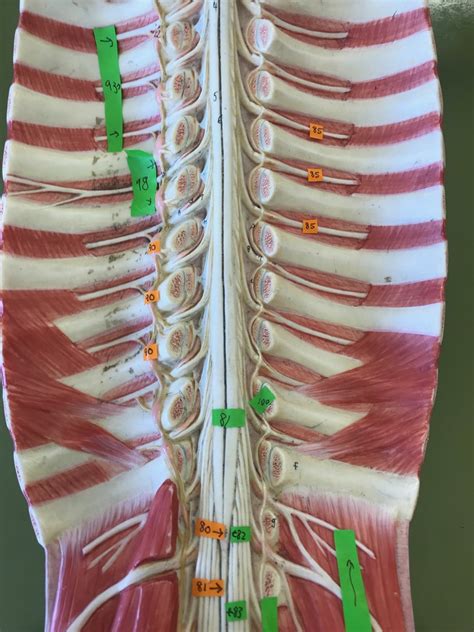 Nerves Pt 2 Diagram Quizlet