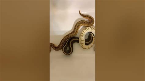 Ball Python Flavors Viral Reptile Flavors Colors Trending Ballpython Shorts Youtube