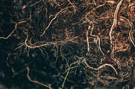 Fiddle Leaf Fig Root Rot Signs Causes And How To Fix It