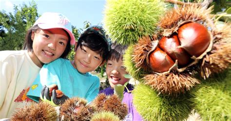 알밤 줍기 체험 어린이들 우리가 땃어요