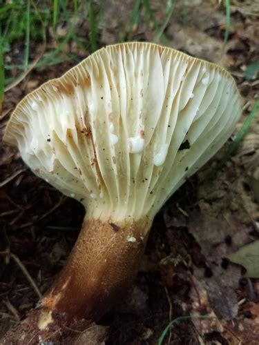 クロチチダマシ Lactifluus gerardii
