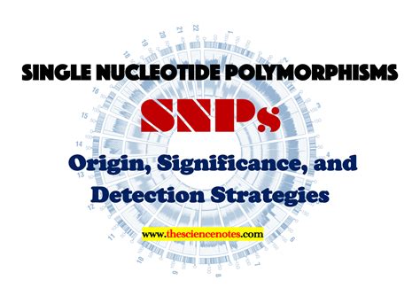 Single Nucleotide Polymorphisms Snps Origin Significance And