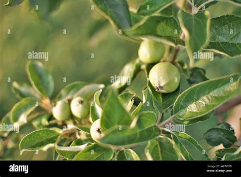 Apple Tree With Many Green Fruits Grow In Sunny Garden Stock Photo Alamy