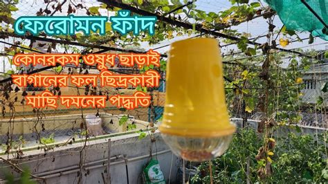 ফল ছিদ্রকারী মাছির হাত থেকে সবজি ও ফলকে বাঁচাতে সেক্সফেরোমন ট্র্যাপ। How To Use Sex Pheromone