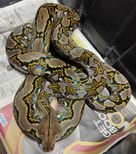 Pure Borneo Locality Reticulated Python Reptile Forums