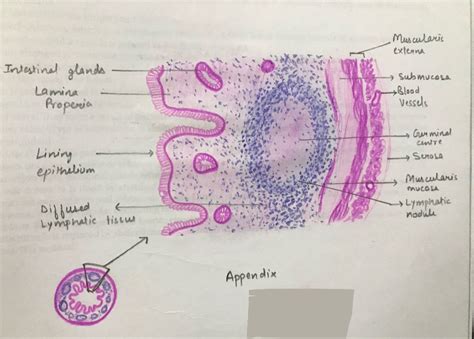 Appendix Medical Babe Stuff Histology Slides Study Notes