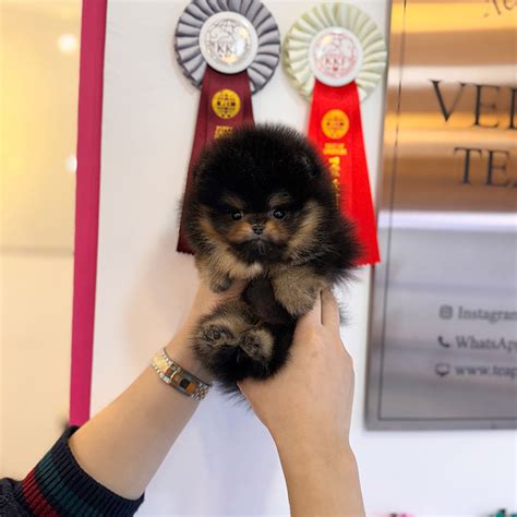 블랙탄 포메라니안 심바남아 강아지분양 블리독