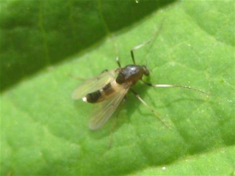 Tiny Insect For Id Cricotopus Bugguide Net