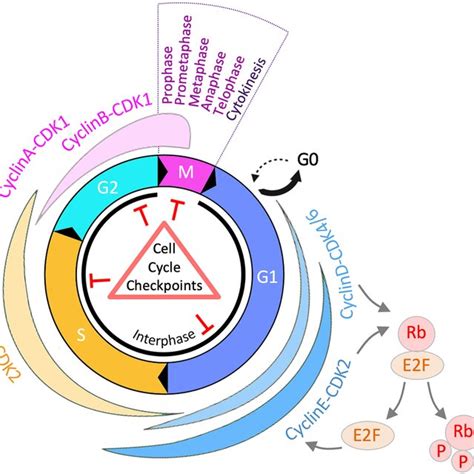 Overview Of The Eukaryotic Cell Cycle Illustration Of The Different