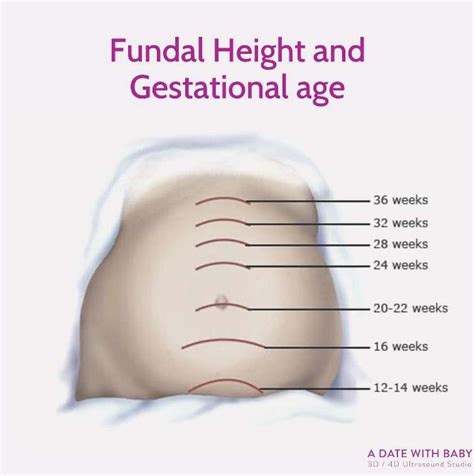 Fundus Of Uterus After Birth