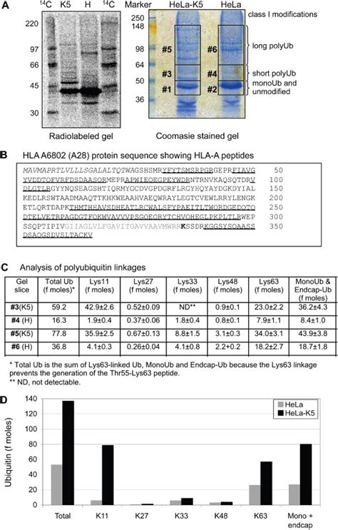 Quantitative Ms Identifies Lys11 And Lys63 Ubiquitin Chain Linkages On Download Scientific