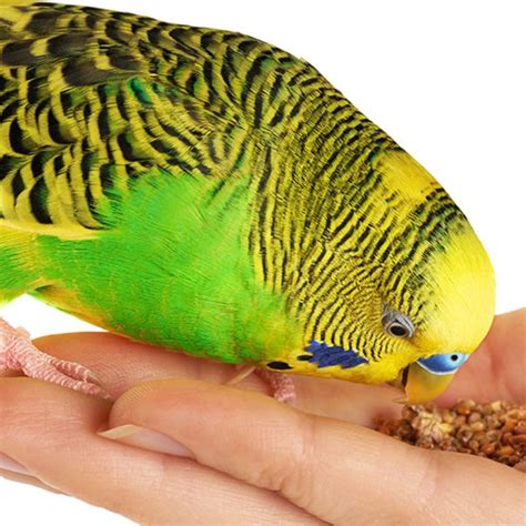 Parakeet Food Top 5 Foods To Keep Your Feather Friend Happy And Healthy