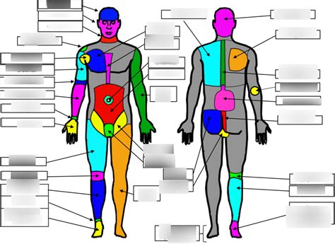 Body Regions Diagram Quizlet