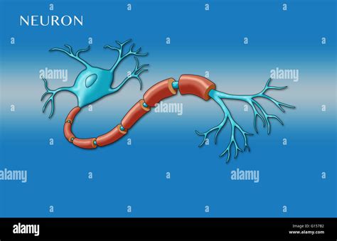 Illustration Of A Motor Neuron Showing Dendrites Nucleus And Soma Blue End On Left And Parts