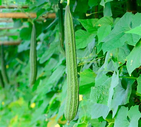 Hybrid Peechil Seeds Ribbed Gourd Minis Lifestyle Store