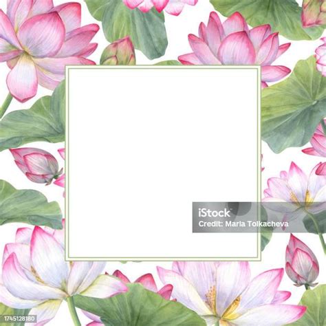 피는 수련과 녹색 잎의 사각형 프레임입니다 연꽃 인도 연꽃 잎 꽃봉오리 텍스트를 위한 공간입니다 흰색으로 분리된 수채화 그림