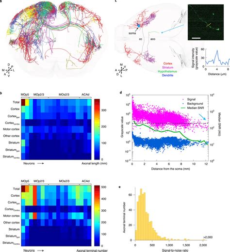 Neuronal Morphology Reconstruction A Morphological Reconstructions Of Download Scientific