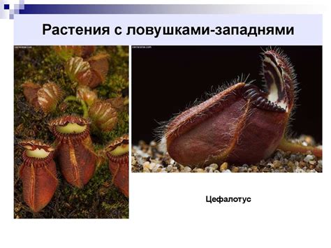 Хищные растения - презентация онлайн