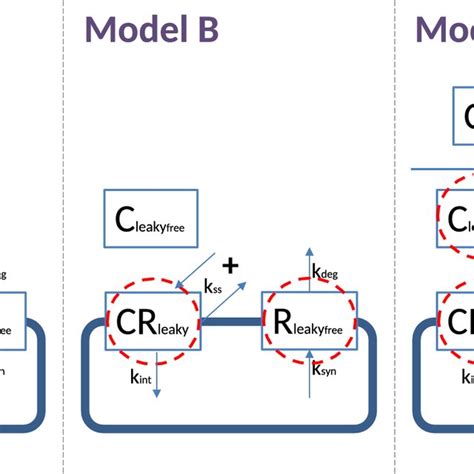 Representation Of The Full Mpbpk Tmdd Model With Binding In The Leaky