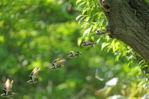 巣穴から飛び出す6連写合成コムクドリ GANREF
