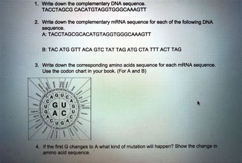 Solved Write Down The Complementary Dna Sequence