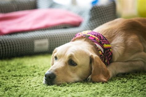 神犬小七 完美世界影视官方网站